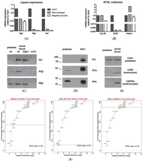 Cells Special Issue Impact Of Platelet Defects On