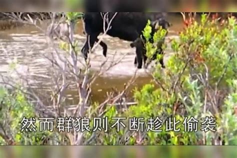 麋鹿妈妈为保护孩子，群狼不断偷袭，一脚不小心踩到了麋鹿麋鹿偷袭孩子