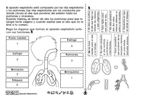 Pin de Rosibell en Ciencias Sistema respiratorio para niños Aparato