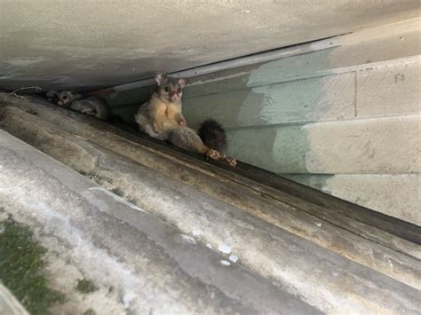 Possum Proofing Solutions Keep Possums Out MrPossum