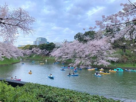 【千代田区】さくらまつりが4年ぶりに開催！千鳥ヶ淵緑道～ボート上から桜を愛でる たびこふれ