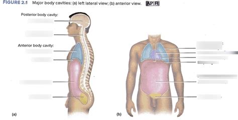 Body Cavities Figure 2 1 Diagram Quizlet