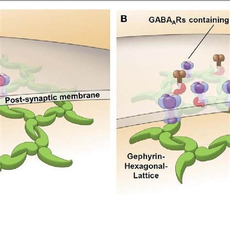 Domain Structure Of Gaba A R And Glur Subunits And The Pentameric