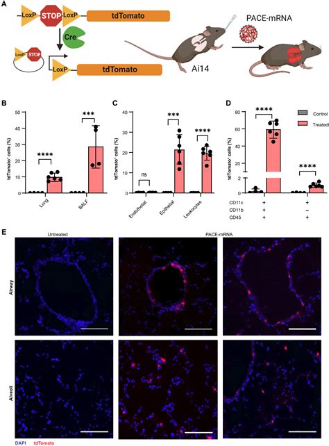Polymer Nanoparticles Deliver Mrna To The Lung For Mucosal Vaccination