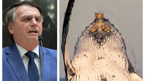 MPF Apura Se Bolsonaro Importunou Uma Baleia Jubarte No Litoral De SP