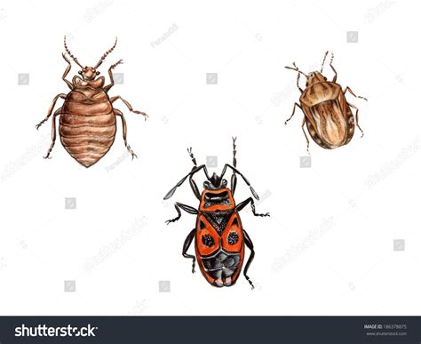 Hemiptera True Bugs Stock Illustration 186378875 Shutterstock