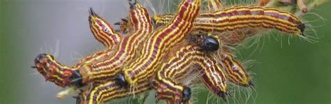 Tomcat Cluster With Modjk Sticky Session Session Replication Craftsmanship Archives