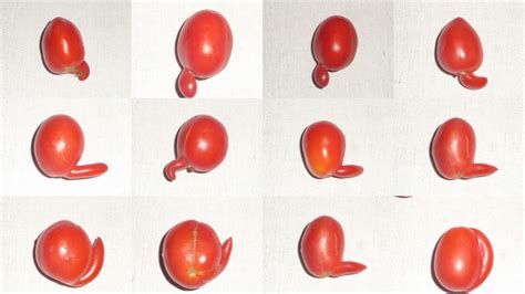 Címke Paradicsom Ásó Kapa Kemence