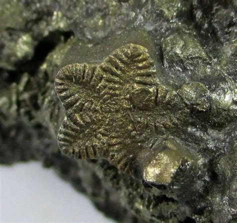 Minerals Crystals Fossils Pyrite Psm Fossil Crinoid And Shell Rettigheim