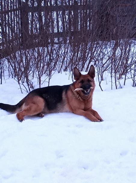 Пропала немецкая овчарка по кличке Багира В 23 ноября убежала от дома Может находиться в