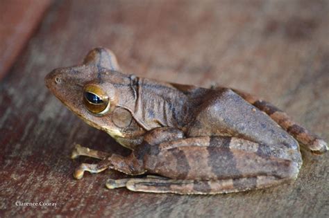 Spotted Tree Frog By Jude Clarence Cooray On Youpic