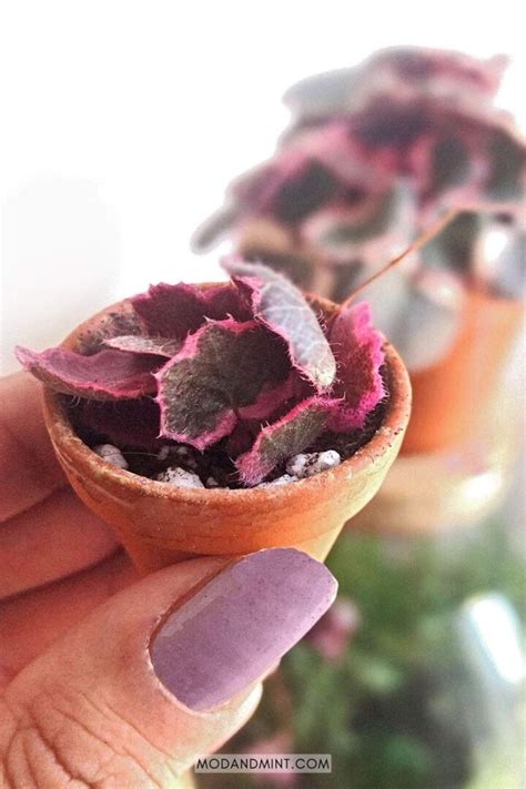 Strawberry Begonia Care Guide Saxifraga Stolonifera