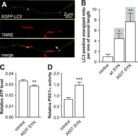 Overexpression Of Mutant A53t ␣ Synuclein Induces A Bioenergetic
