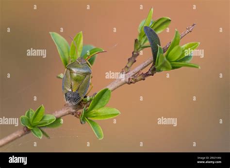 Piezodorus Lituratus Gorse Shield Bug Ginster Baumwanze Germany