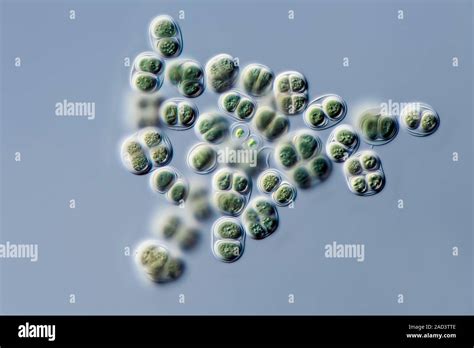 Chroococcus Turgidus Cyanobacteria From A Wet Wall Habitat On A Moist