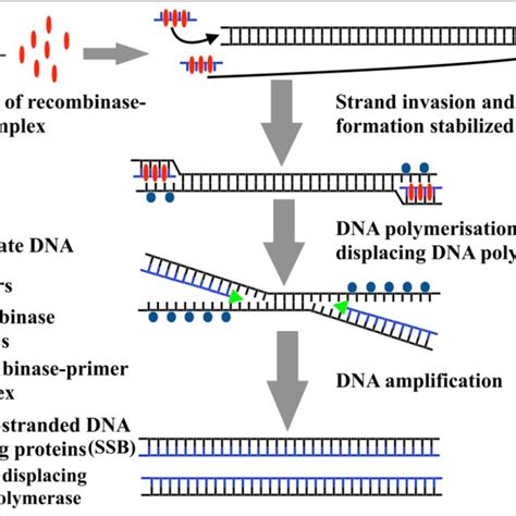 1 Helicase Dependent Amplification Hda Schematic Download