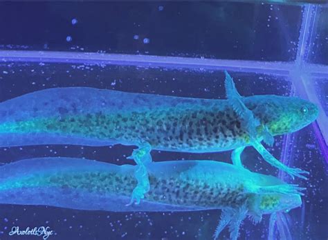 GFP Wild Type Axolotl Axolotls NYC
