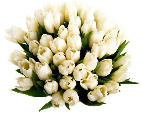 Ramo De Tulipanes Blancos
