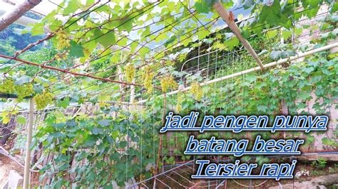 Emang Boleh Pruning Anggur Early Adora Di Kebun Orang YouTube