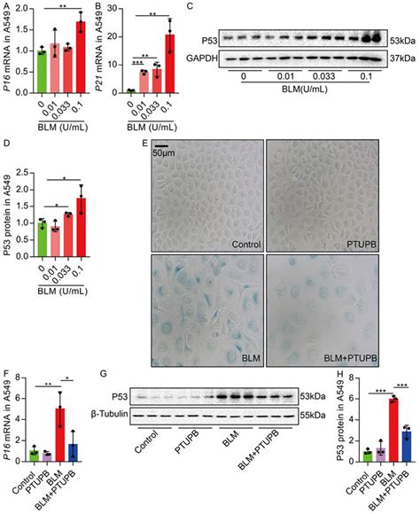 Cox 2seh Dual Inhibitor Ptupb Alleviates Bleomycin Induced Pulmonary