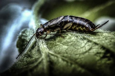 Your Skin Will Crawl When You See These 10 Bugs That Look Like