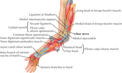 Sensory Nerve Conduction And Carpal Tunnel Syndrome Flashcards Quizlet