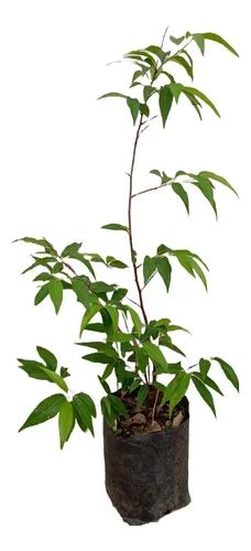 Capulín Prunus Salicifolia De 60cm De Altura Meses Sin Interés