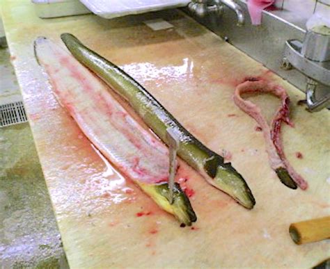 【ウナギ（天然）】 【魚のプロ直伝！】新鮮な旬の魚の豆知識〜美味しい食べ方｜魚屋店長の「おいしい！お魚情報局」