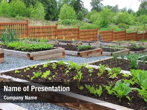 Garden Community Vegetable Boxes Powerpoint Template Garden Community