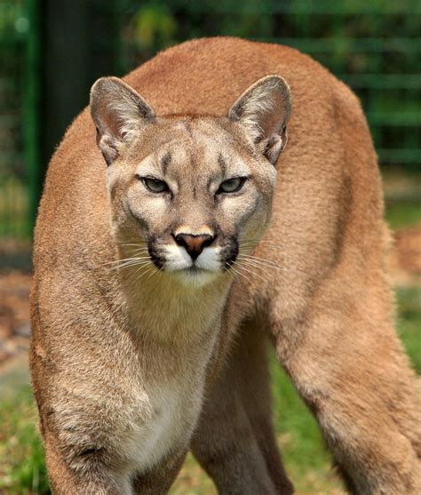 Animal Puma · Foto De Stock Gratuita