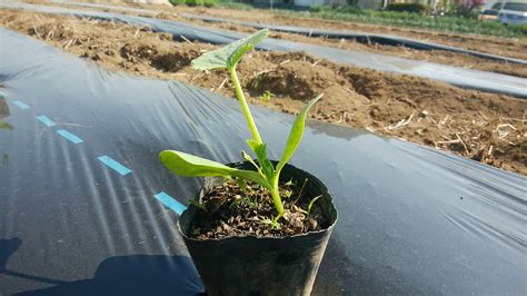 夏野菜の苗を畑に植え替えました えがおファーム