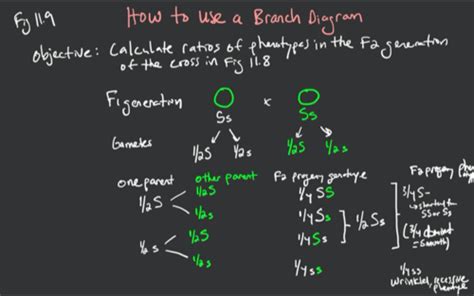 Mendelian Genetics Chapter Flashcards Quizlet