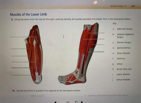 solved muscles of the lower limb 9 using the terms from the
