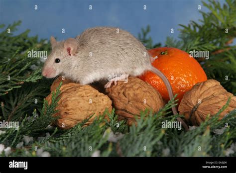 Tree Mouse Hi Res Stock Photography And Images Alamy