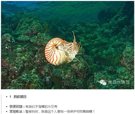 鱿鱼章鱼墨鱼乌贼 章鱼鱿鱼乌贼 乌贼和章鱼的区别 大山谷图库