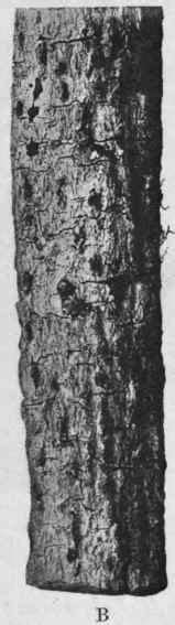 Cinchona Bark Cortex Cinchonae Part 3