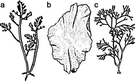 General Morphology Of Targeted Macroalgae A Chondracanthus