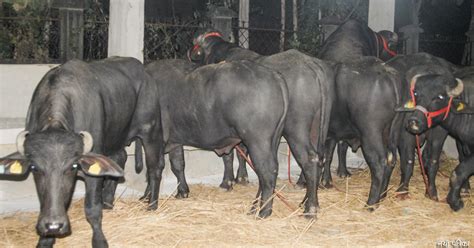 भारतबाट आइपुगे १५ वटा मुर्रा राँगा नेपालगन्ज पोखरा र लहानमा राखिने