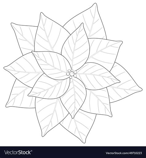Hand Drawn Poinsettia Royalty Free Vector Image