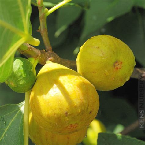 Letizia Fig Tree Dragons Alley Nursery