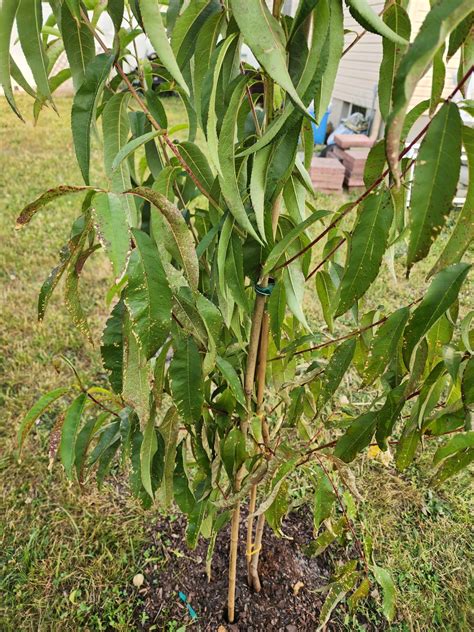 Why My Peach Tree Plant Looking Weird Rplant