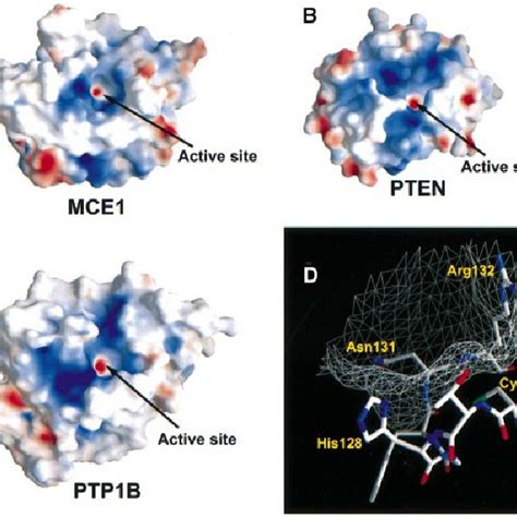 Overall Structure Of The Mce1 Rna Triphosphatase Domain A Download Scientific Diagram
