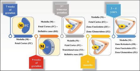 The Development And Anatomy Of Adrenal Glands Intechopen