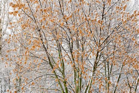 Trees That Produce Maple Syrup And How To Tap Them Tree Journey TradeWorks Revenue System