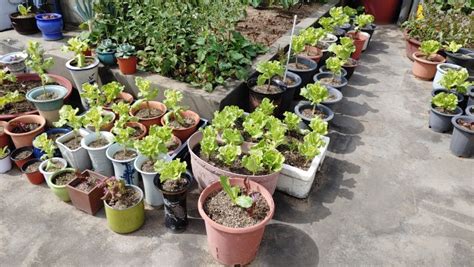 집에서 상추키우기 상추 종류별 씨앗 심기 솎아내기 웃자람 수확 꽃 상추비료 화분키우기 네이버 블로그