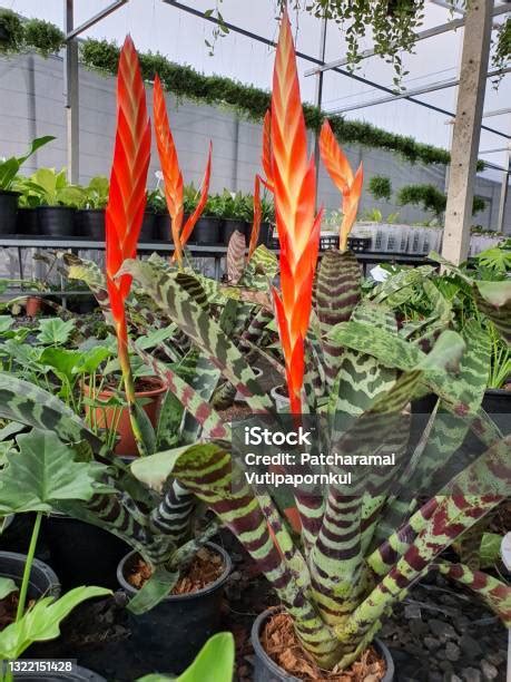 Vriesea는 교대로 배치된 길쭉한 줄무늬 평평한 꽃무늬 길쭉한 칼모양의 붉은 오렌지를 남깁니다 브로멜리아드에 대한 스톡 사진 및 기타 이미지 Istock