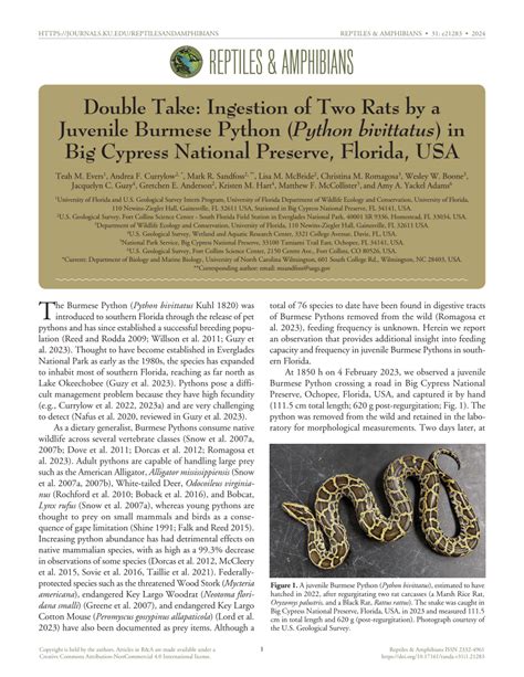 Pdf Double Take Ingestion Of Two Rats By A Juvenile Burmese Python
