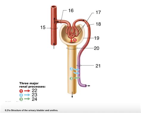 Urinary System 3 Diagram Quizlet