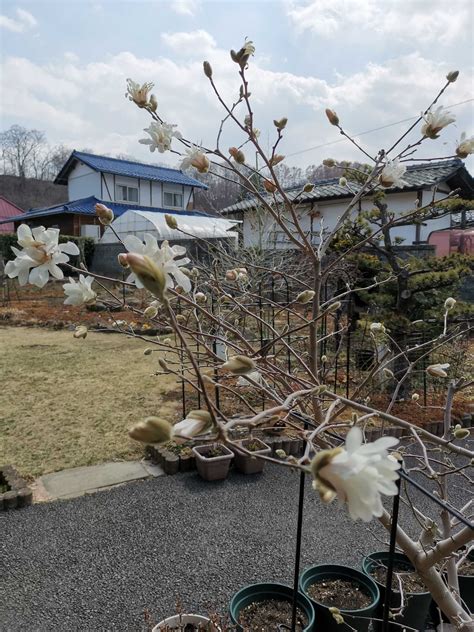 我が家のヒメコブシ 今日の空はあおい 楽天ブログ