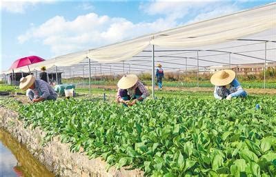 丰富百姓菜篮子鼓起村民钱袋子 医药医改频道 东方养生